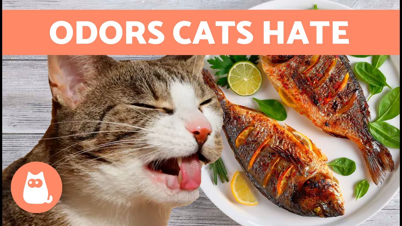 10 SMELLS That CATS HATE 🐱❌ Scents They Can't Stand