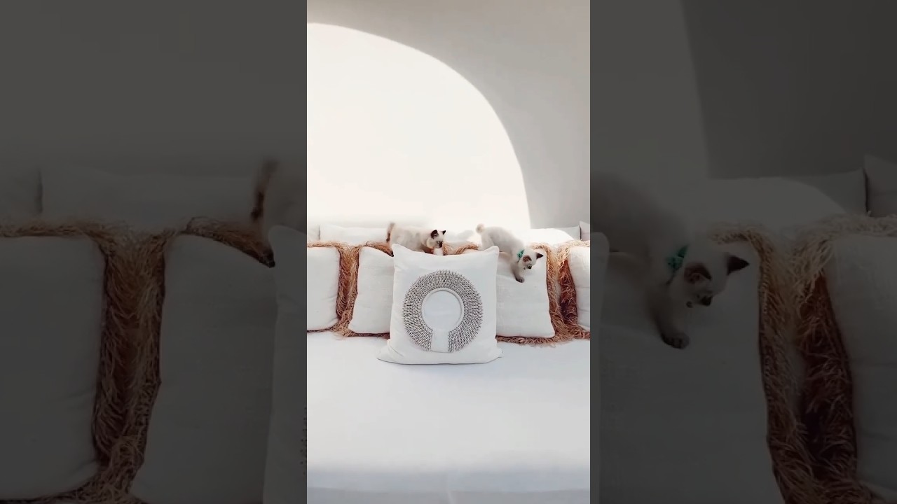 Pin on Pines creados por ti#shortvideo #shorts #youtubeshorts