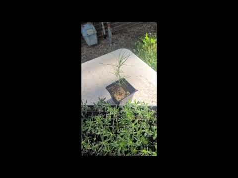 Weed Science Research- Phil Westra, CSU Weed Scientist