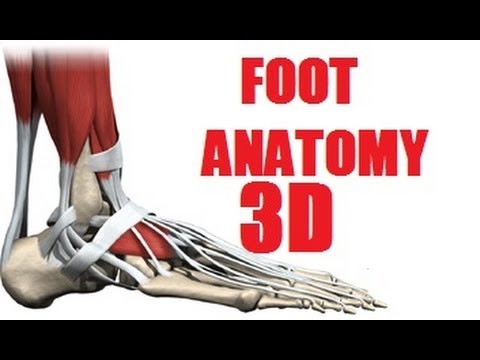 Foot Muscles Anatomy part 1/2