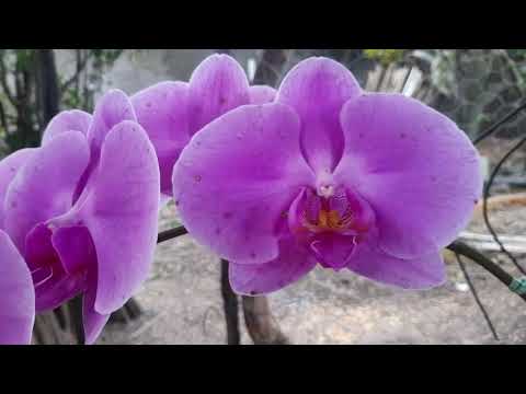 ORQUÍDEA e seu poder mistico! Significado espiritual das cores! A orquídea e minha estória de união!