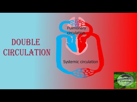Double Circulation | Systemic and Pulmonary Circulation | Life Processes | Class 10 biology