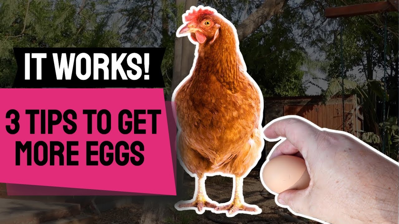 3 Tips to GET MORE EGGS From Your Chickens