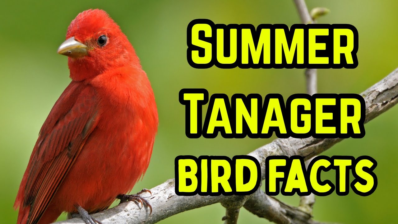 Summer Tanager—Identification, Behavior & Migration, Mini Documentary
