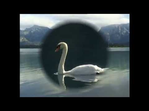 Led Zeppelin - Swan song