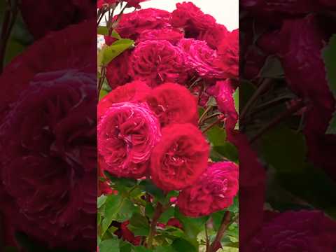 Close up the beauty of red rose flowers in the garden