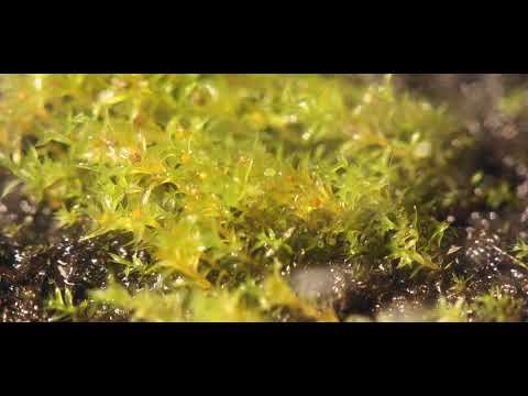 Moss P. patens grows (adult gametophores and sporophytes), timelapse