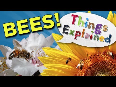What's Happening to All the Bees? | Things Explained