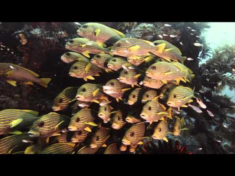 Raja Ampat, Papua Explorers Dive Resort