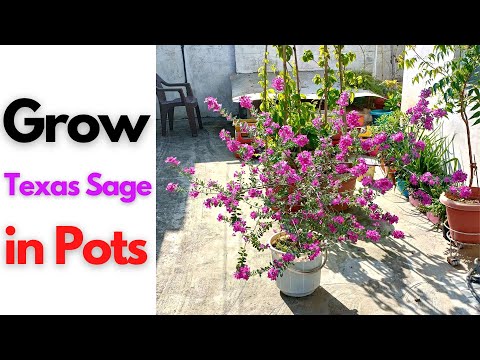 Learn to Grow Texas Sage in 1 Minute (Container Gardening)