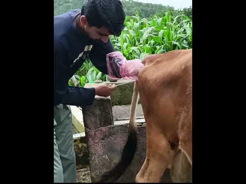 Cow Ai #veterinaryclasses #animalhealth #vets #animalmedicine #cattlemastitis #veterinaryschool