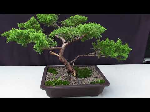 Informal Upright Golden Joy Shimpaku Chinese Juniper Specimen Bonsai Tree [SOLD]