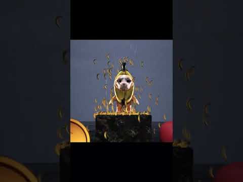 Choose Money or Love RTX13% #bananacat #meme