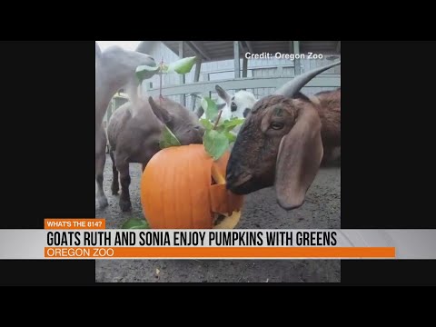 Goats Ruth and Sonia enjoy pumpkins with leafy greens at Oregon Zoo