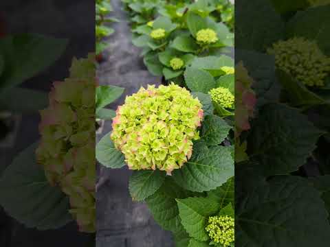Jip Pink Hydrangea starting to color #hydrangeas #plants #greenhouse #flowers #gardening #spring