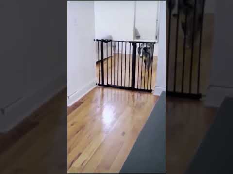 dog #memes #funny