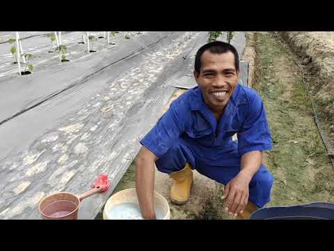 29) Pembajaan Cili Padi Kampung ke 1 ..NPK161616+ Baja Organik Cair