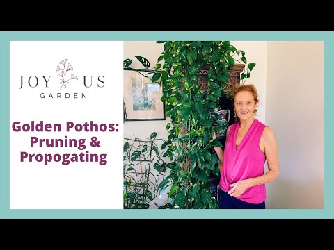 Golden Pothos: Pruning & Propagating #shorts #pothos #goldenpothos #houseplants