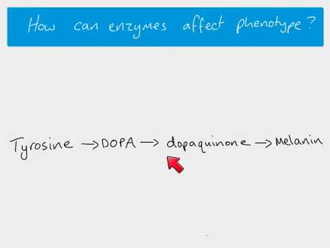 A2 Biology - Genes, enzymes and phenotype - Albinism