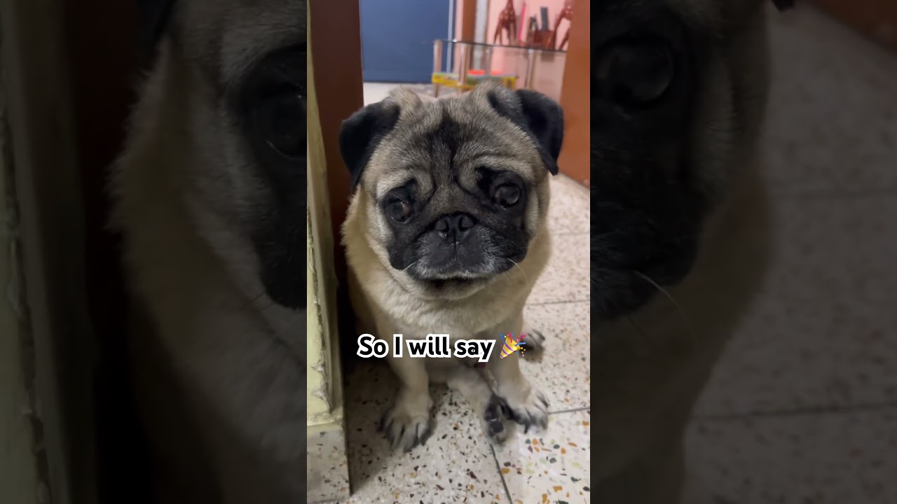 I Love You Endlessly ❤️❤️❤️ #shorts #trending #love #pug #dog #youtubeshorts #subscribe #viral