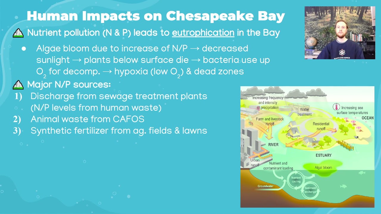 Understanding Watersheds: Their Importance and Human Impact | Galaxy.ai