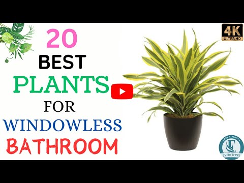 20 Best Plants for Windowless Bathroom | Indoor Plants for Bathroom | Everything About Plants.