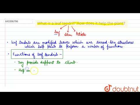 What is a leaf tendril? How does it help the plant? | 6 | THE LEAF | BIOLOGY | ICSE | Doubtnut