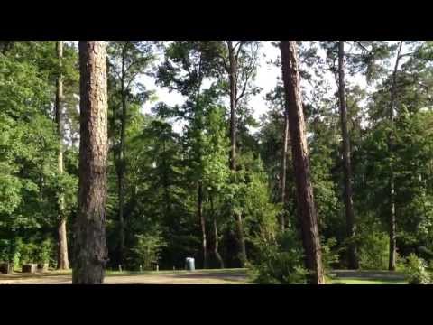 Watcher in the woods