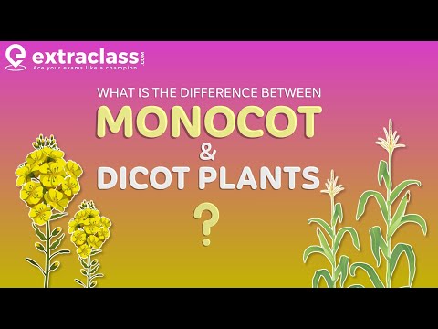 What is the difference between Monocot and Dicot plants | Biology | Extraclass.com