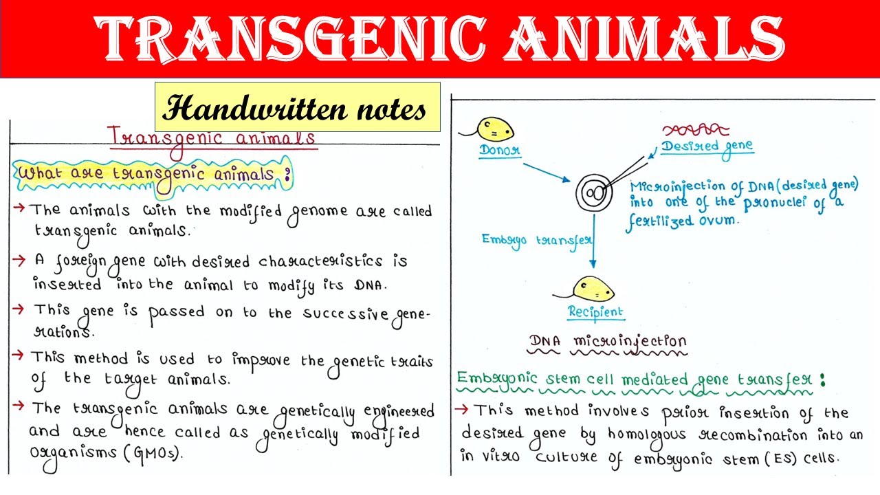 Understanding Transgenic Animals: Creation, Methods, and Applications ...