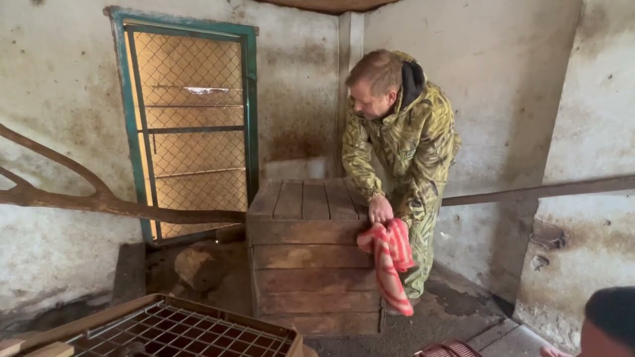 Russian occupiers proudly steal raccoon & rest of animals from Kherson ...