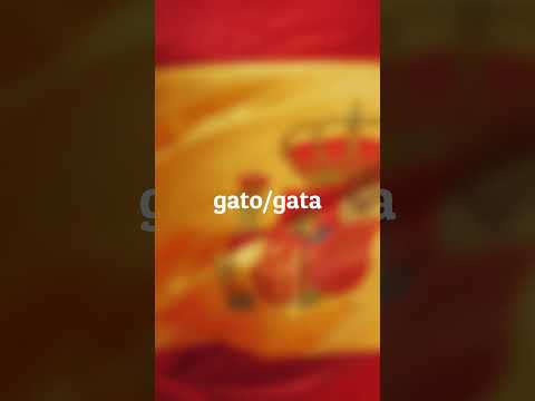Spanish word of the day: cat - gato/gata