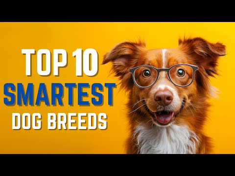 Top 10 Smartest Dog Breeds | Does Your Dog Make The List? | Pet Insider