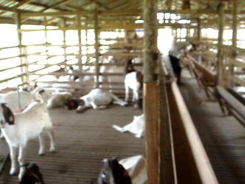 INSIDE A GOAT HOUSE IN SARAWAK | The Kebun