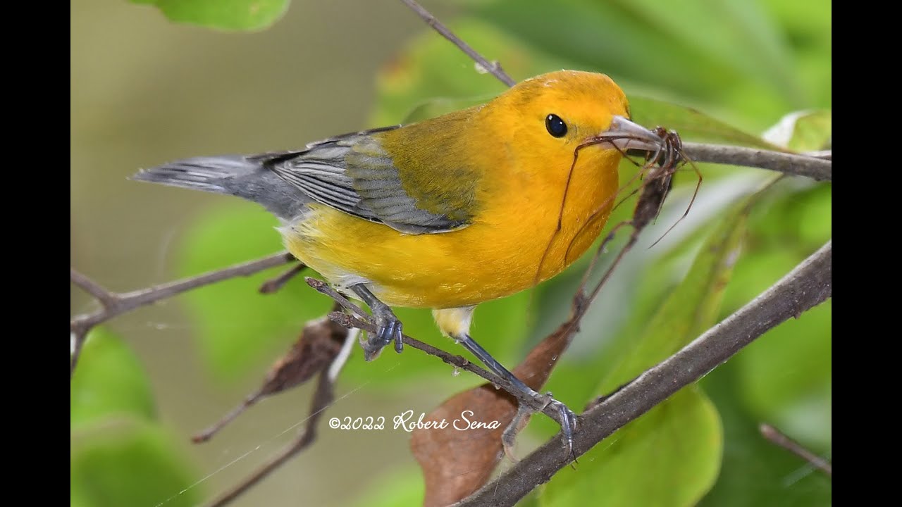 Monitoring the Prothonotary Warbler by Erik Johnson