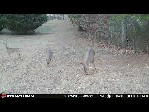 02-09-25 525 02PM Deer Busy in the Back Field Eating. #wildlife #deer #whitetaildeer