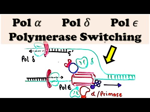 DNA Replication (Eukaryote) ELONGATION - Polymerase Switching + different types of DNA polymerase