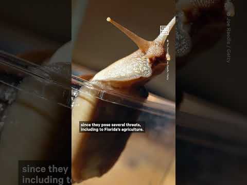 Giant Land Snails Are Invading Florida