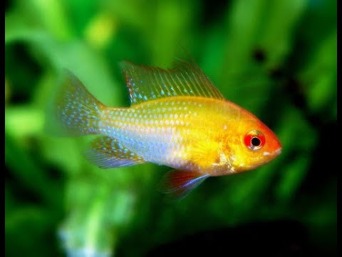 #179 German Gold Ram Dwarf Cichlid (Mikrogeophagus ramirezi var “Gold”) Species Profile!