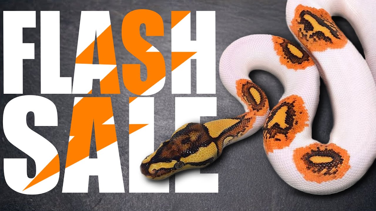 Take YOUR PICK From This Ball Python FLASH SALE!