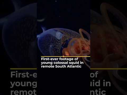 Video | First-ever footage of young colossal squid in remote South Atlantic | AJ #shorts | Hatha ...