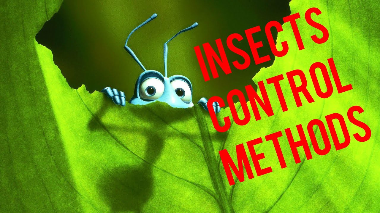 Insects Control Methods Simple PPT