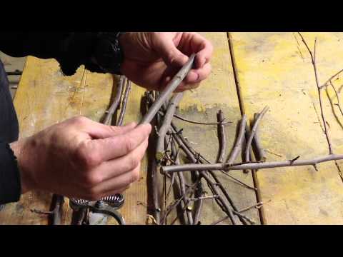 Tree Grafting Part 1 "Scion Wood"