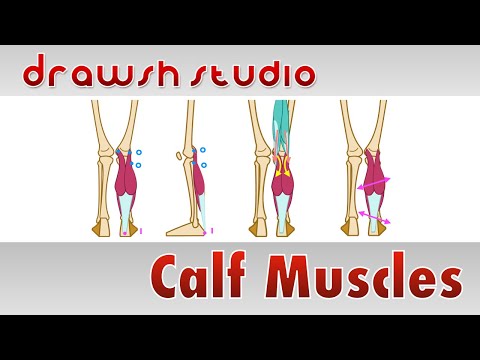 The Calf Muscles
