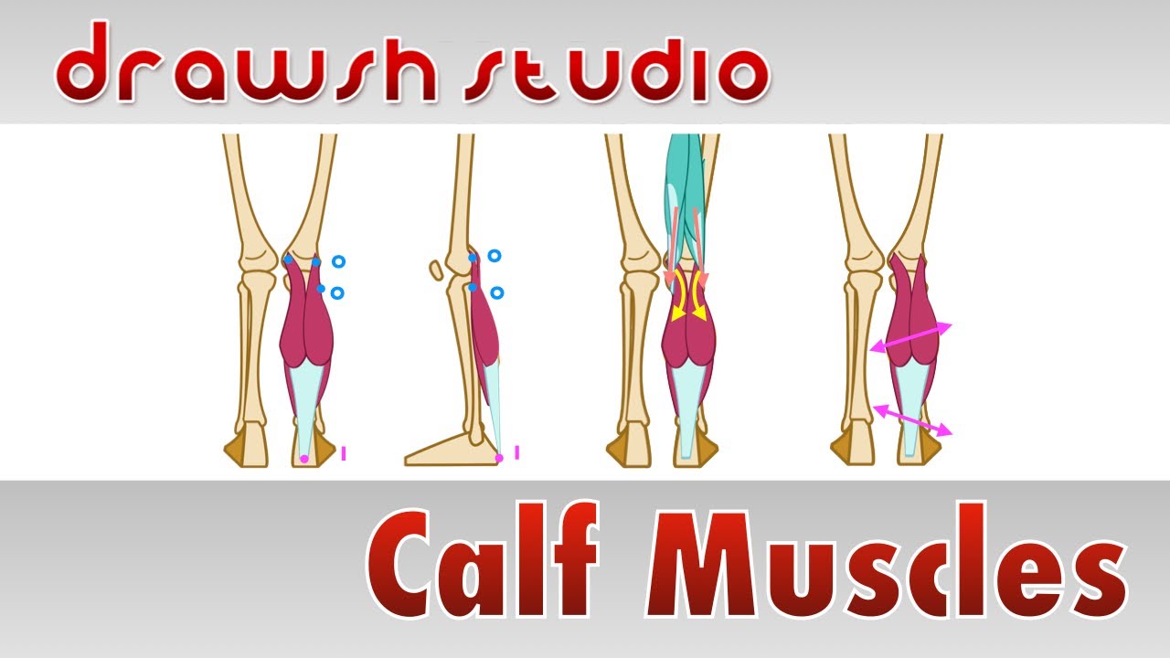 The Calf Muscles