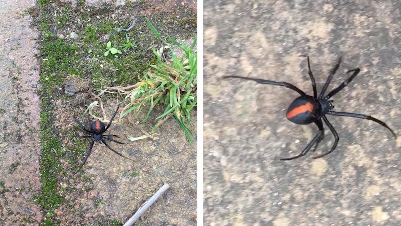 Encounter With Deadly Redback Spider