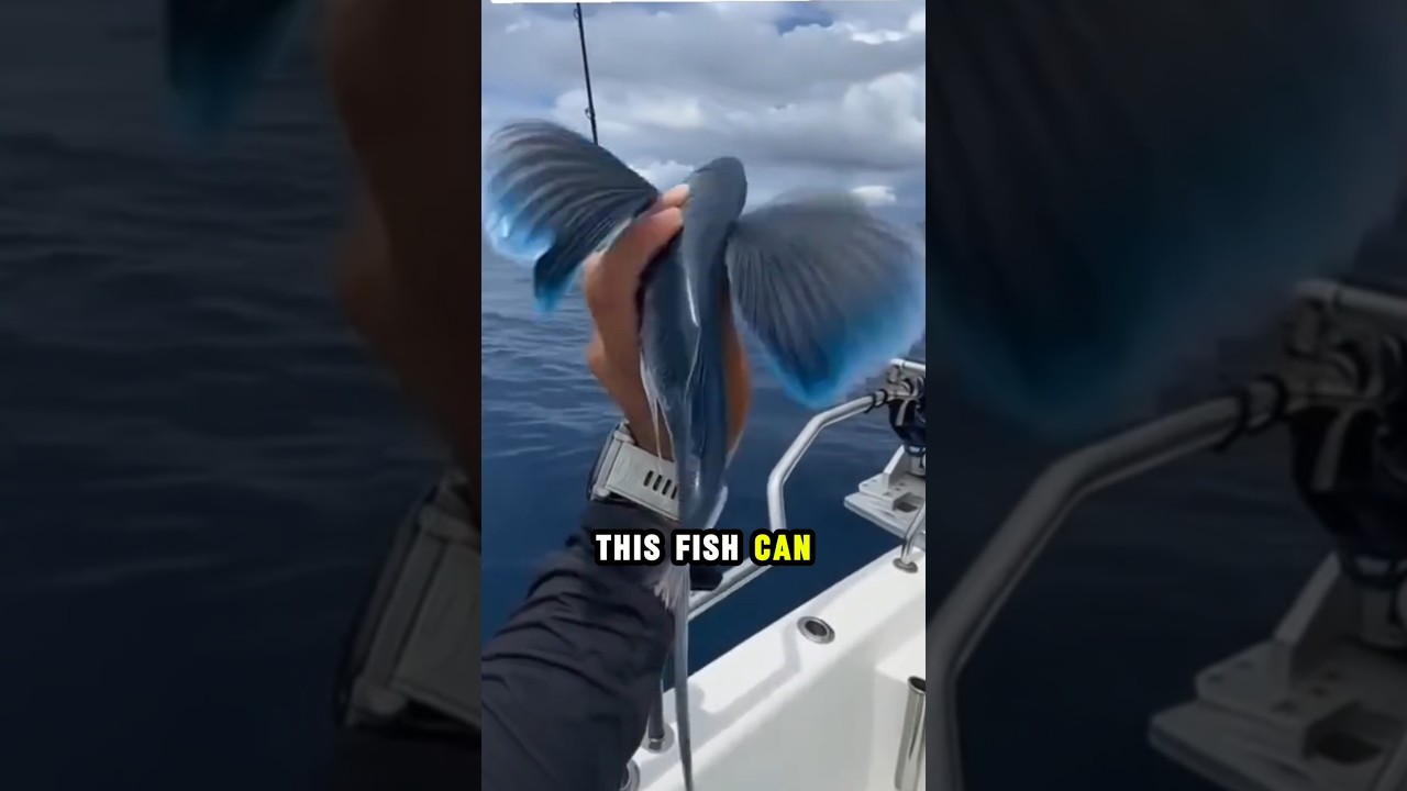 This Fish Can Actually Fly!