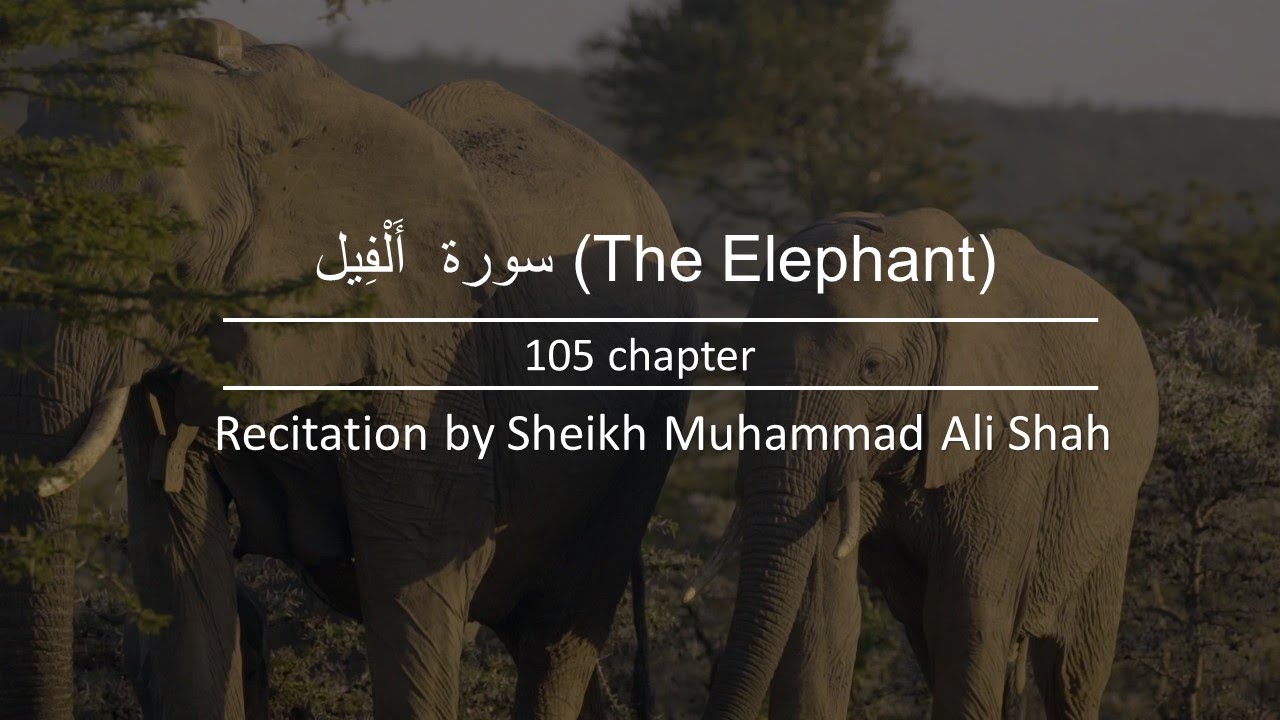 Beautiful recitation of Surah Fil The Elephant