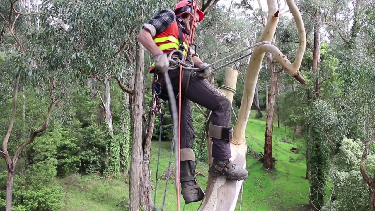 Natural Crotch Rigging Part 2
