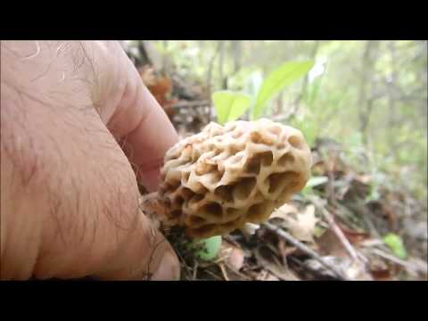 Morel Mushroom Collecting, Stillwater, MN, May 25 2019